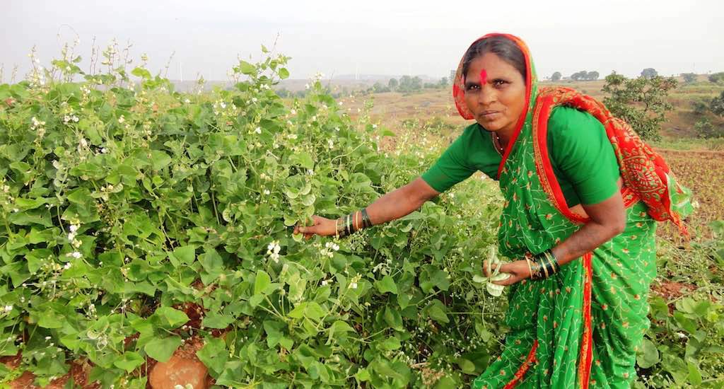 Maharashtra Seed Mother Pioneers Conservation Of Native Varieties
